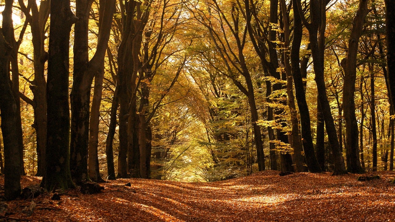 Forests Autumn Colours Nature - Free photo on Pixabay