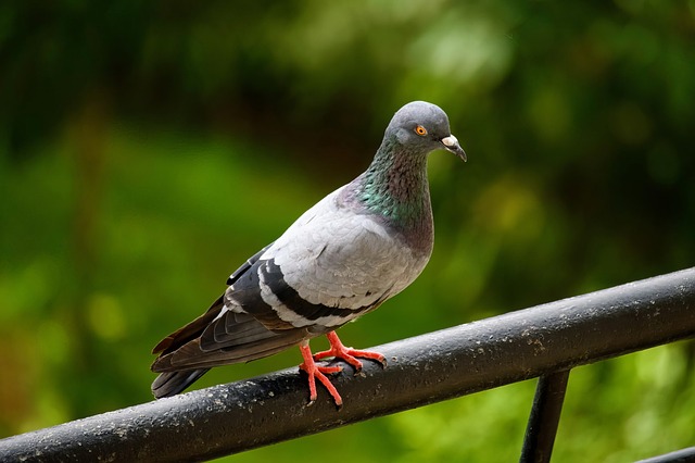 Pigeon Bird Species - Free photo on Pixabay