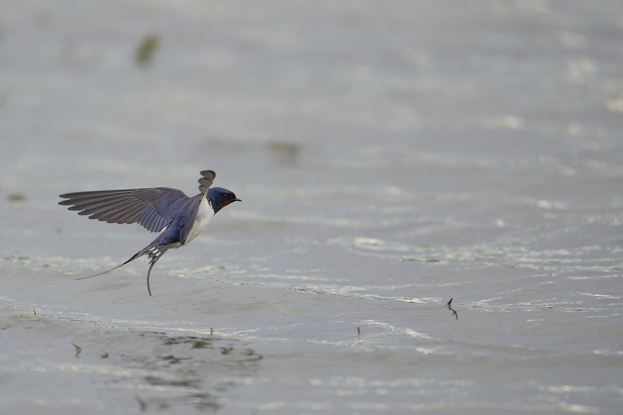 Swallow Bird Flight - Free photo on Pixabay