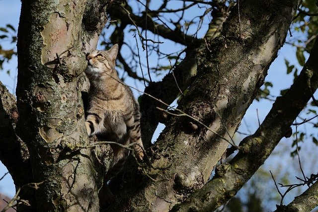 Cat Tree Climbing - Free photo on Pixabay