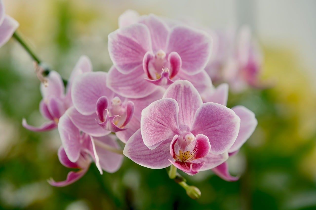 Orchid Nature Flower - Free photo on Pixabay