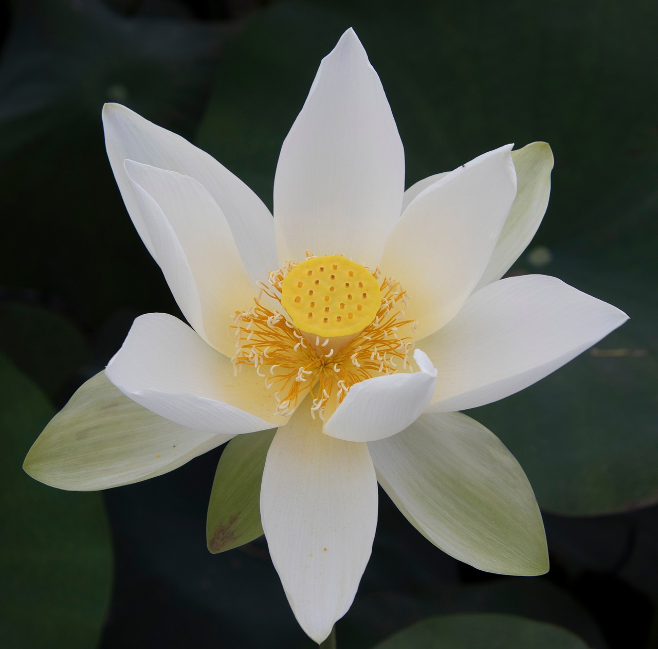 Lotus Flower Plant - Free photo on Pixabay