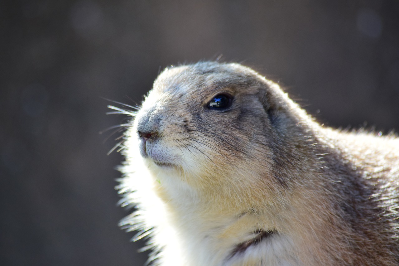 Prairie Dog Animal Wildlife - Free photo on Pixabay