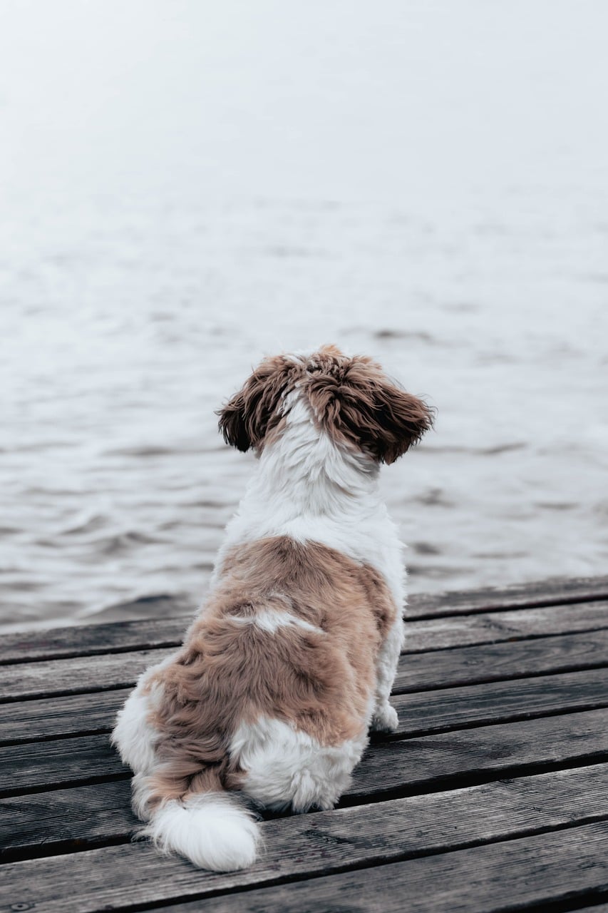 Más de 100 imágenes gratis de Shid Tzu y Shih Tzu - Pixabay