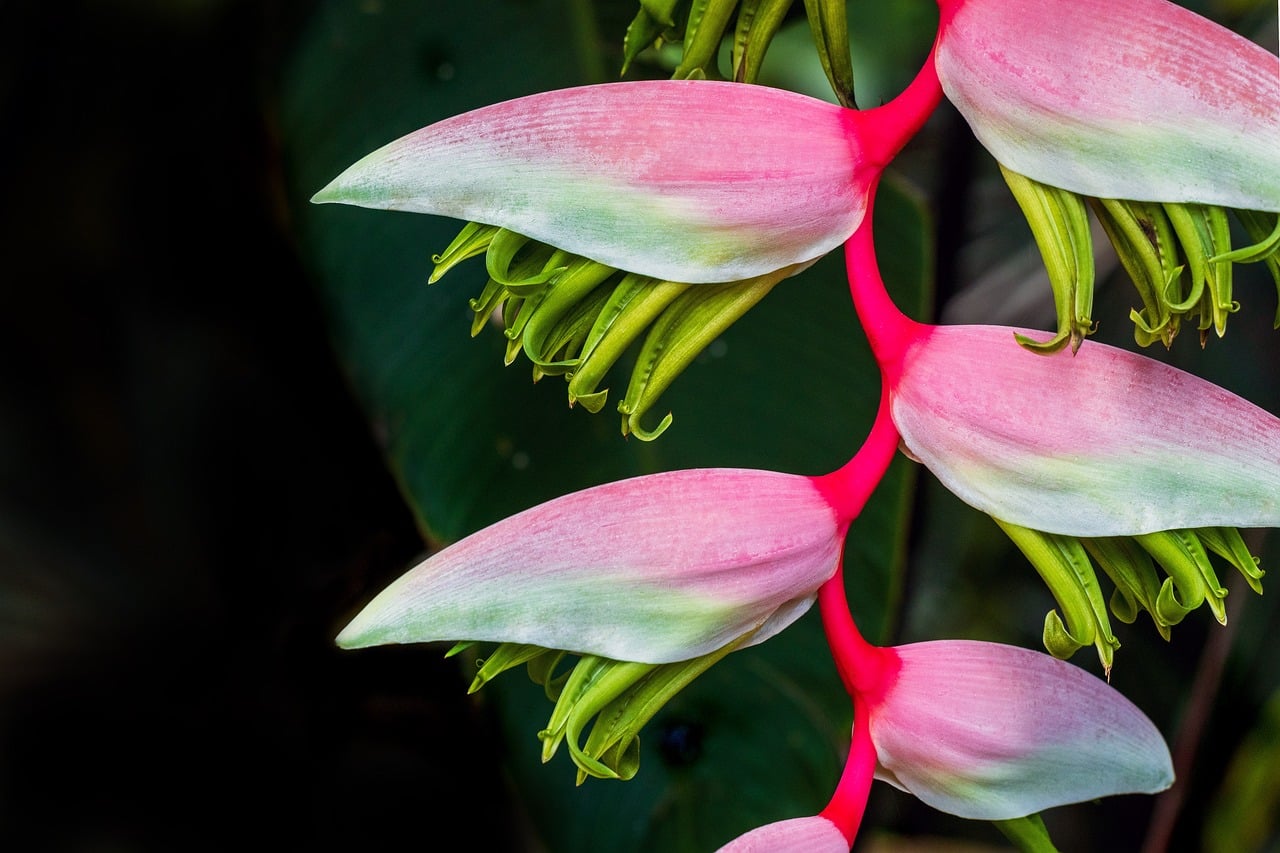Heliconia Flora Plant - Free photo on Pixabay