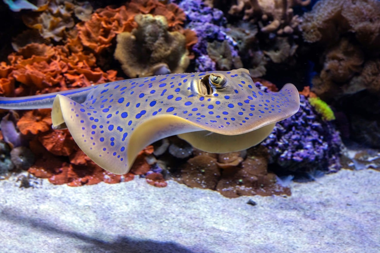 100+ Free Stingray & Nature Images - Pixabay