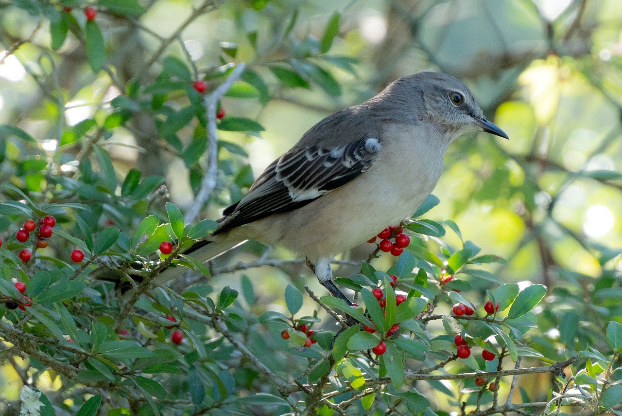 Northern Mockingbird Nature - Free photo on Pixabay