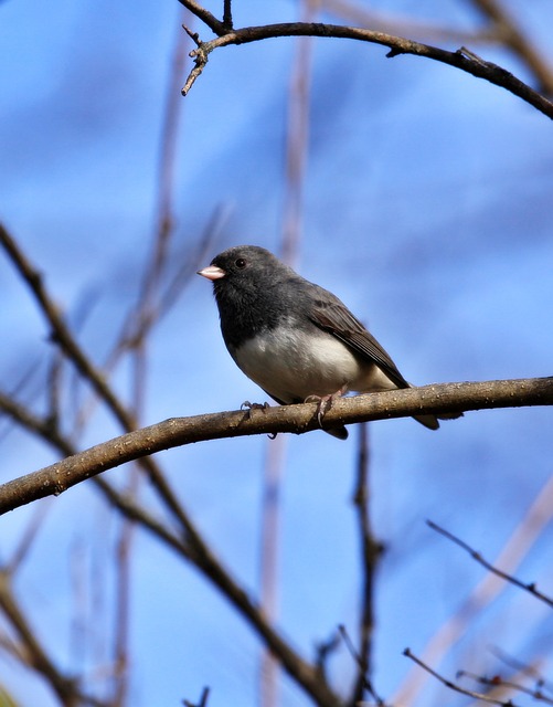 Junco Bird Nature - Free photo on Pixabay