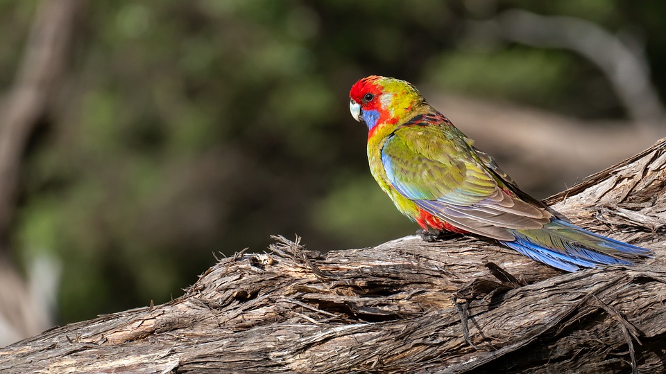 Pennant'S Parakeet Parrot - Free photo on Pixabay