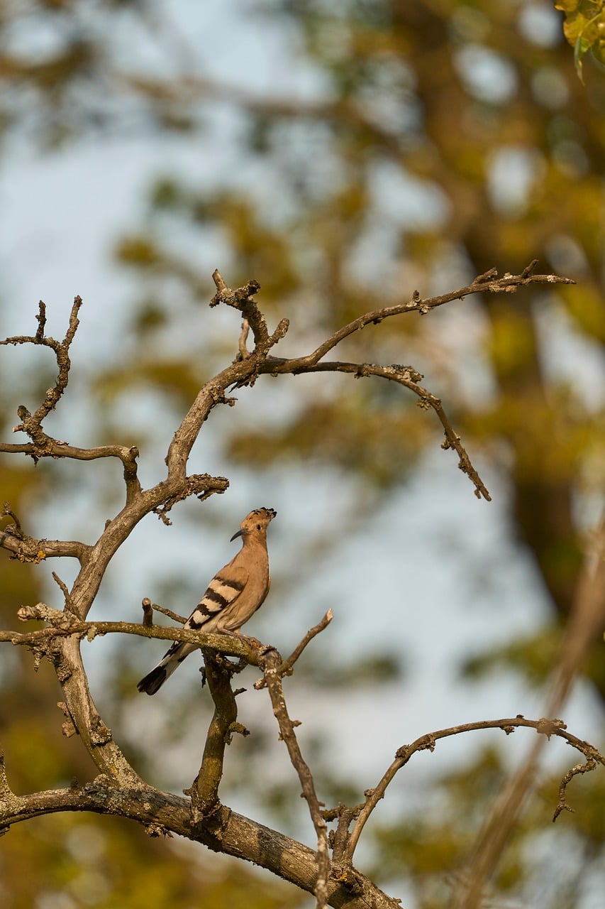 Upupa Uccello Natura Animali - Foto gratis su Pixabay