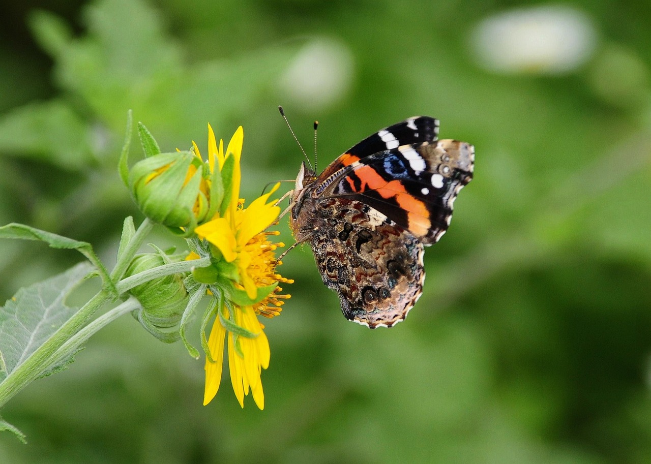 Butterfly Nature Wings - Free photo on Pixabay