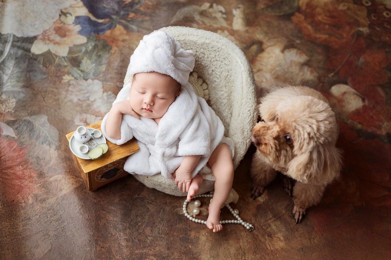 Newborn Baby Dog Animal - Free photo on Pixabay