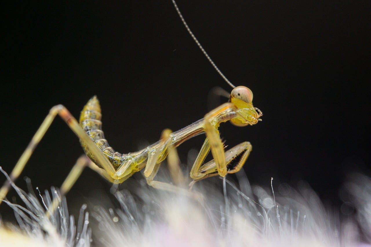 Mante Insecte Nature - Photo gratuite sur Pixabay