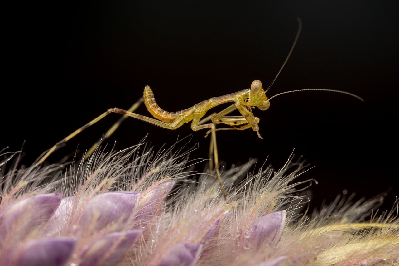Mante Insecte Nature - Photo gratuite sur Pixabay
