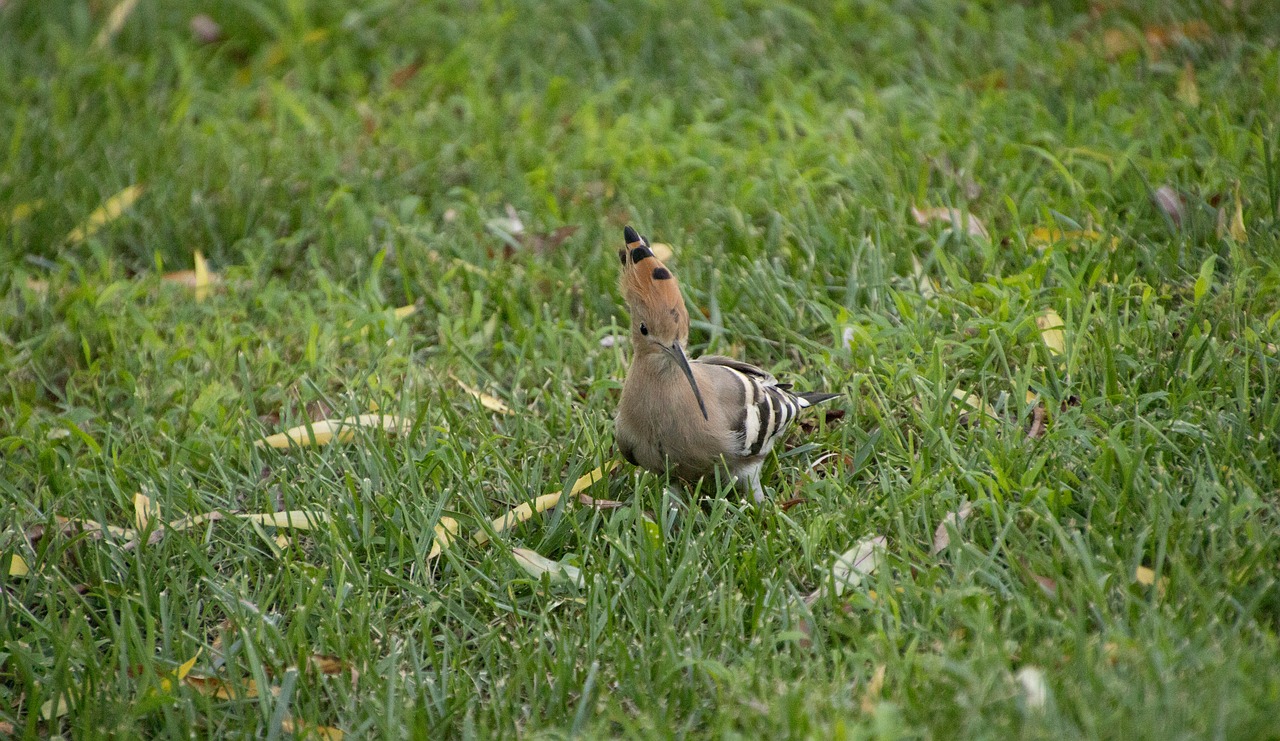 Hoopoe Nature Bird - Free photo on Pixabay