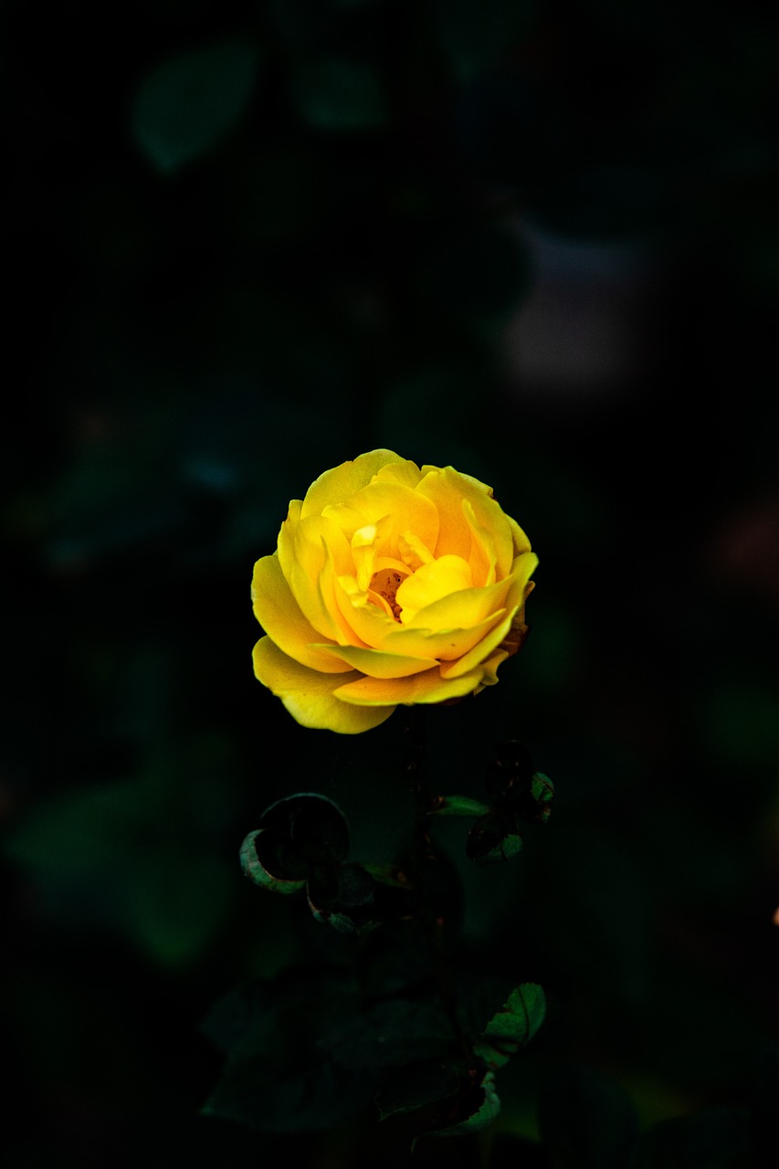 Autumn August Plant - Free photo on Pixabay