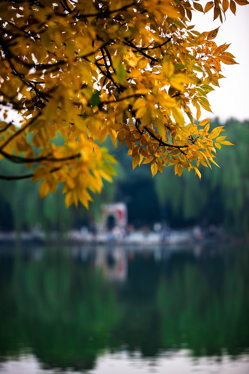 Autumn August Plant - Free photo on Pixabay