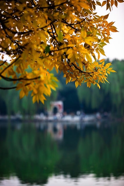 Autumn August Plant - Free photo on Pixabay