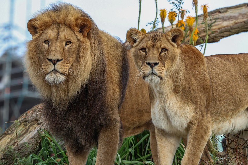 Lion Nature Animal - Free photo on Pixabay