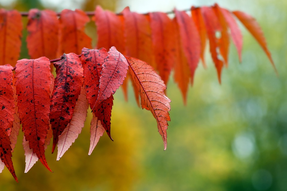 Sheets Fall Sumac - Free photo on Pixabay