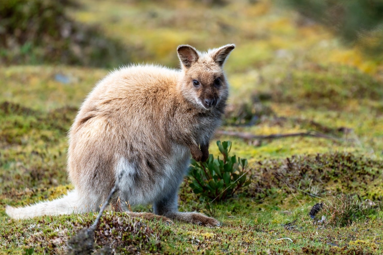 Wallaby Marsupial Kangourou - Photo gratuite sur Pixabay