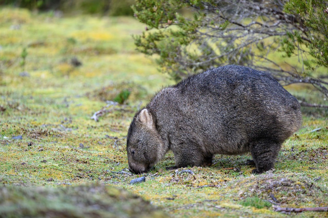 Wombat De Tasmania Animal - Foto gratis en Pixabay
