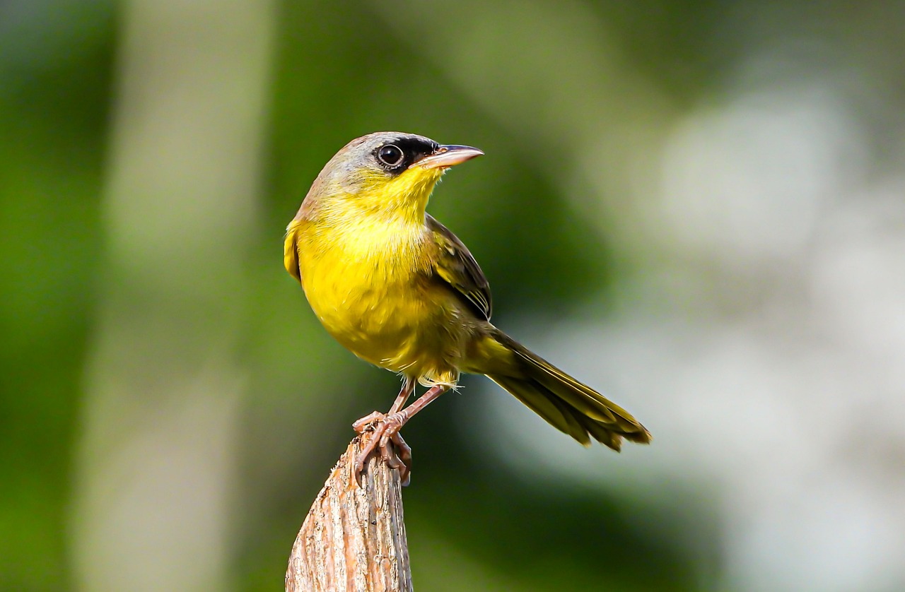 Bird Nature Plumage - Free photo on Pixabay