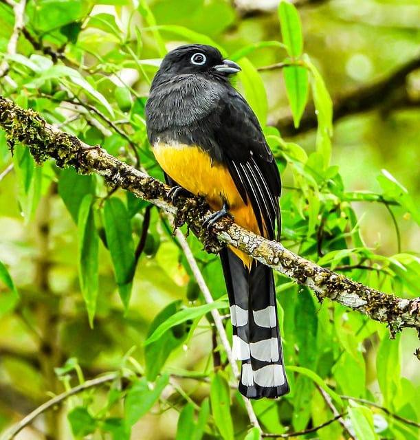 Bird Trogon Ornithology - Free photo on Pixabay