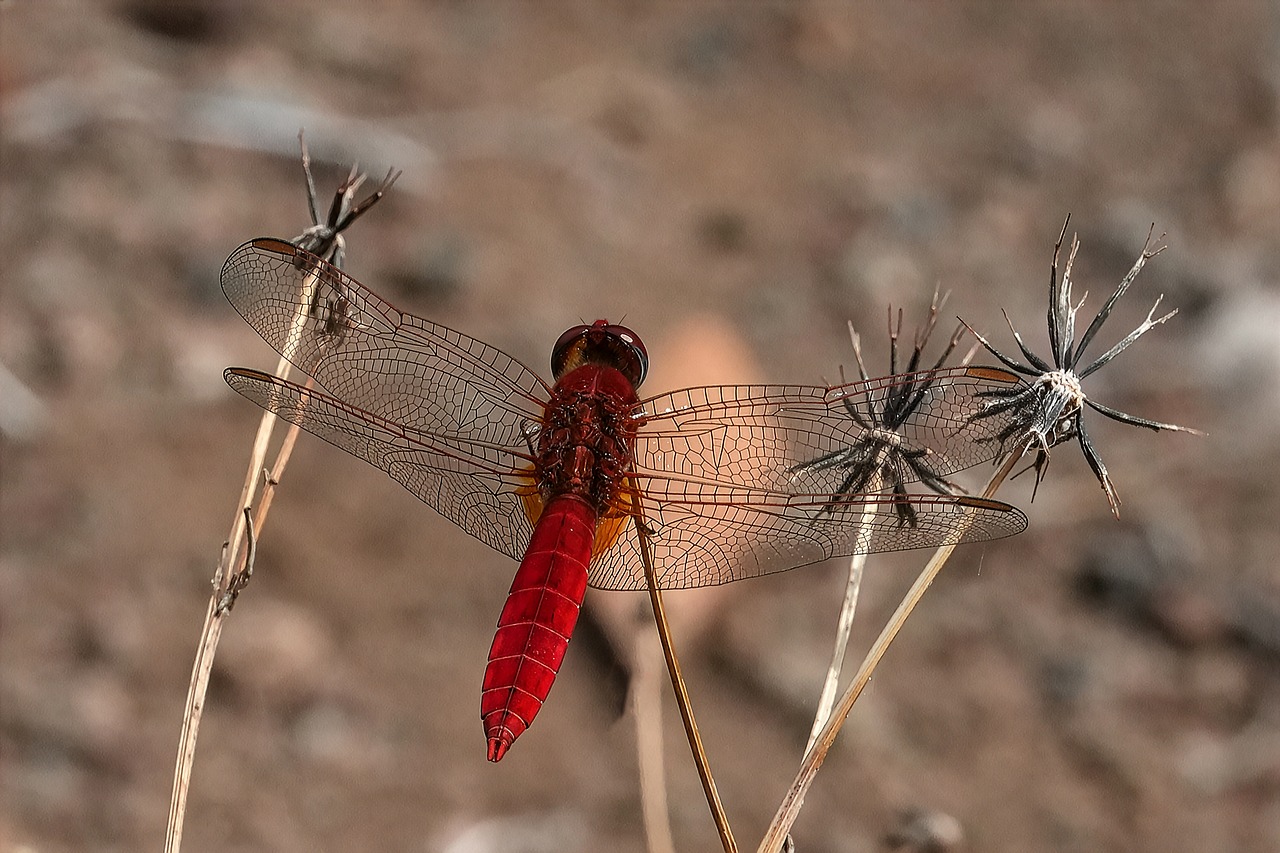 Dragon-Fly Insect Nature - Free photo on Pixabay