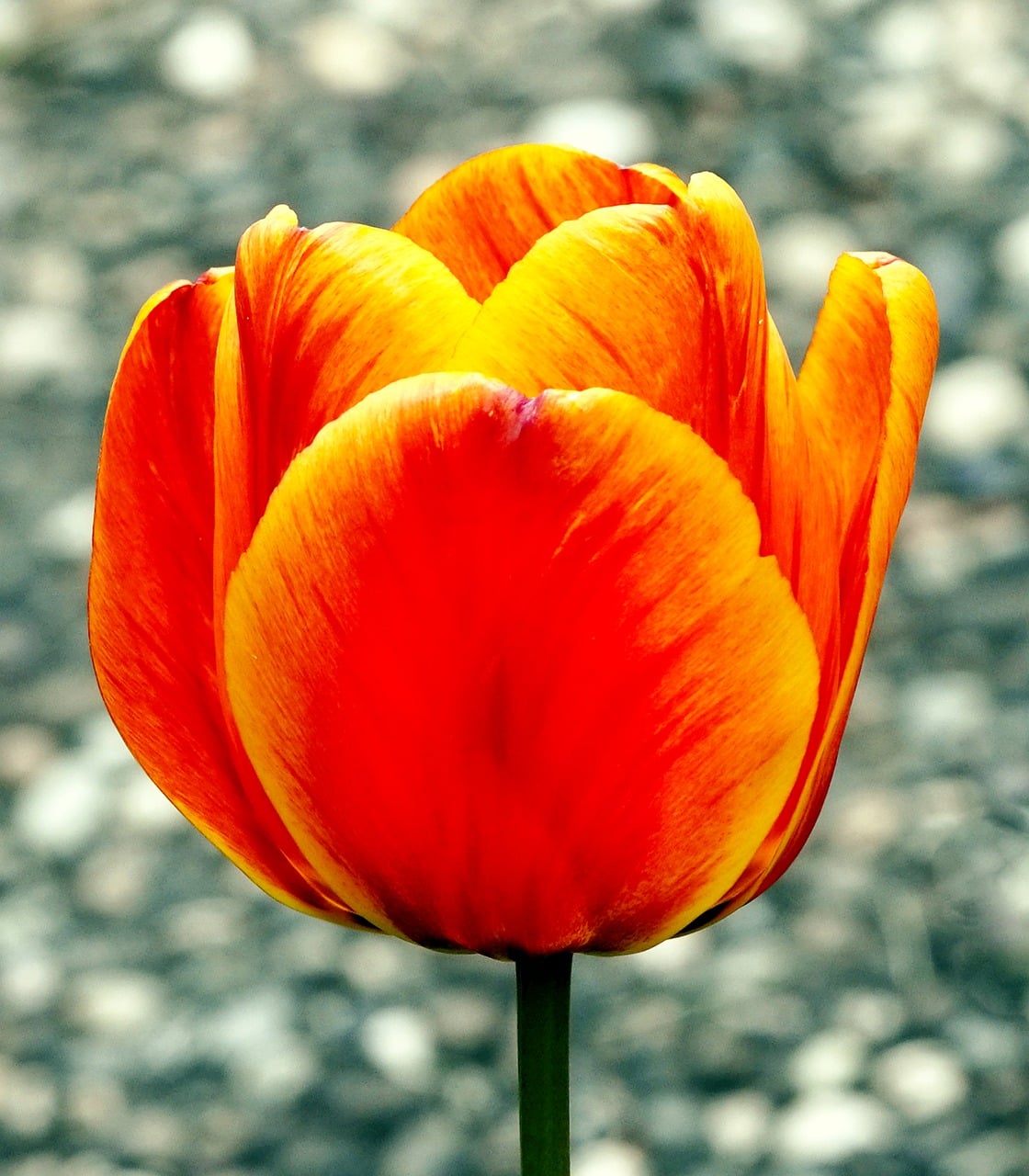 Tulipe La Nature Fleur - Photo gratuite sur Pixabay