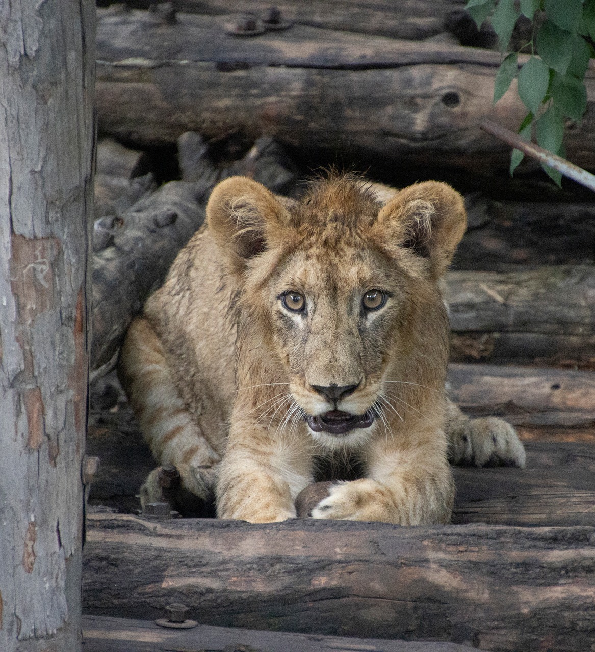 Lion Cub Predator Animal - Free photo on Pixabay