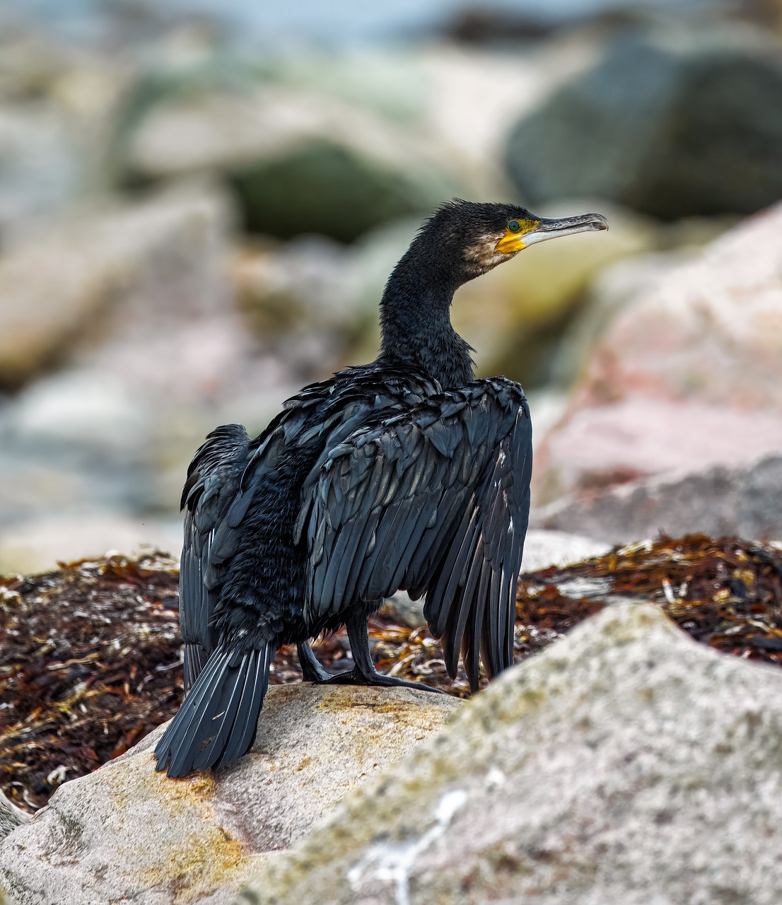 Cormorant Bird Ornithology - Free photo on Pixabay