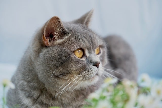 Kucing Hewan Peliharaan British - Foto gratis di Pixabay