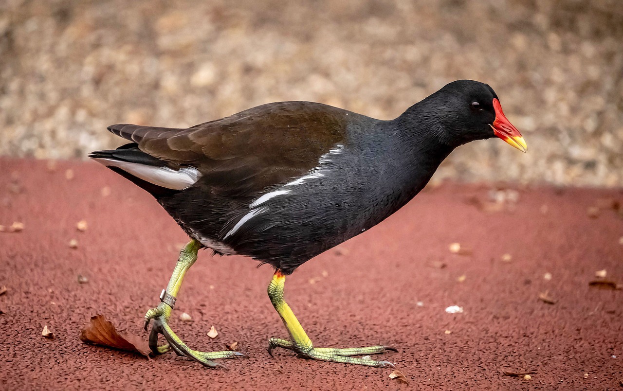 Moorhen Red Beak Bird Water - Free photo on Pixabay