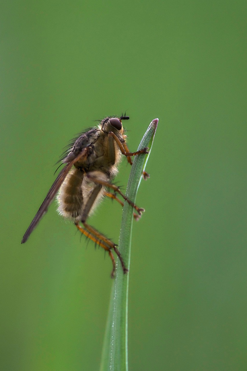 Fly Macro Insect - Free photo on Pixabay