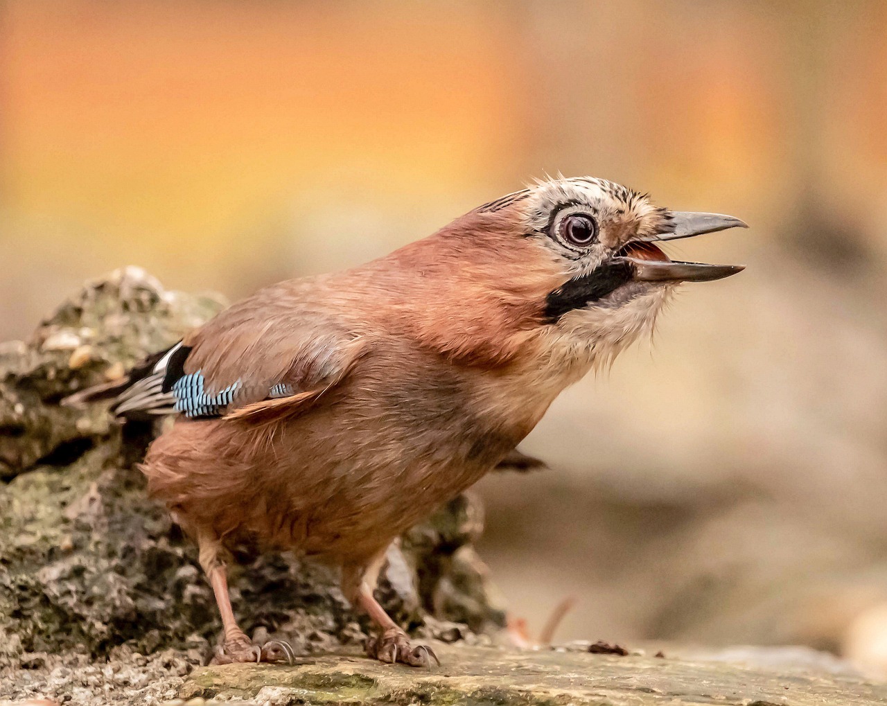 Jay Bird Nature - Free photo on Pixabay