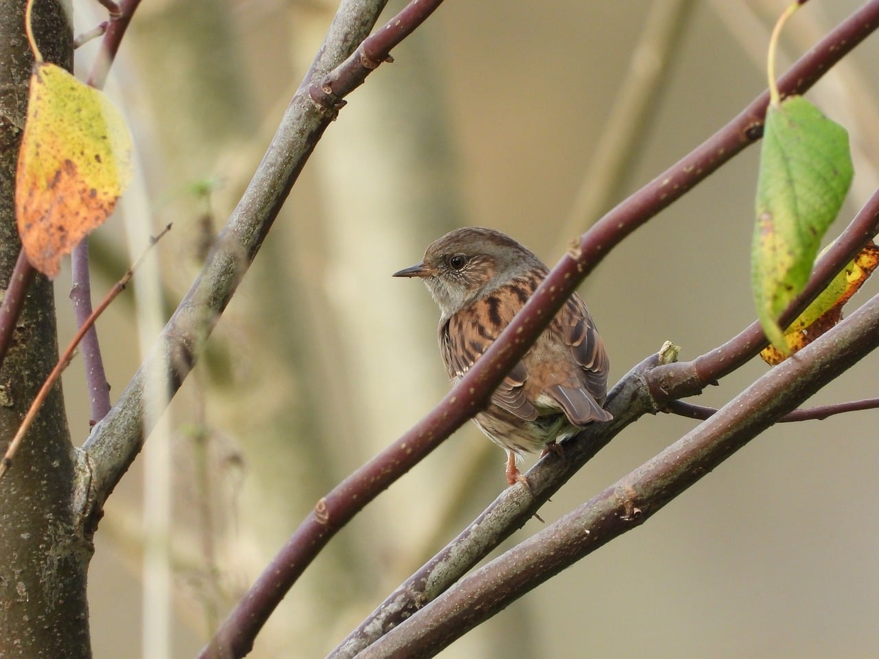 Hedge Sparrow Bird Nature - Free photo on Pixabay