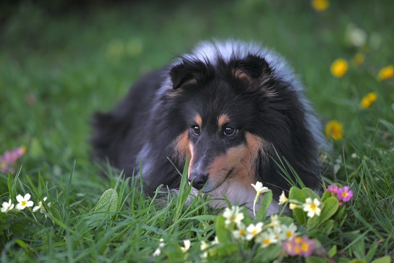 Knitting Shetland Sheepdog Animal - Free photo on Pixabay