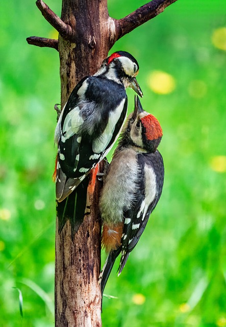 Buntspecht Woodpecker Bird Couple - Free photo on Pixabay