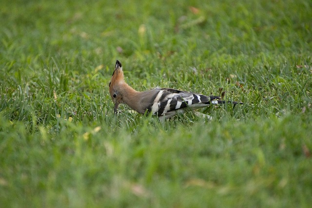 Hoopoe Birds Nature - Free photo on Pixabay