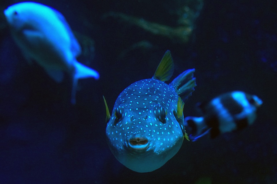 Face Puffer Fish Eyes - Free photo on Pixabay