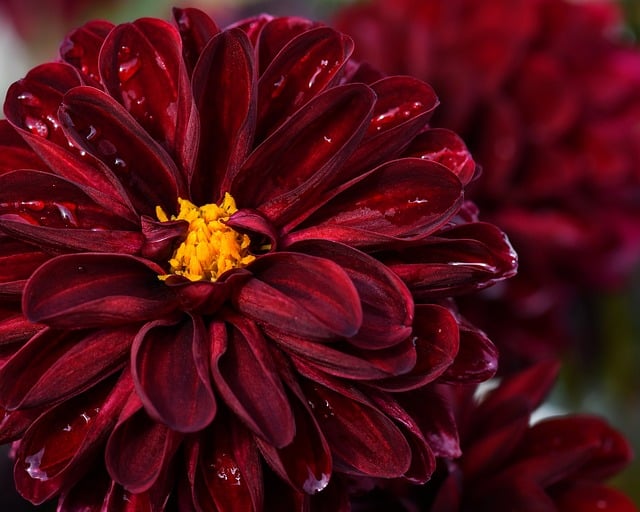 Dahlia Flower Petals - Free photo on Pixabay