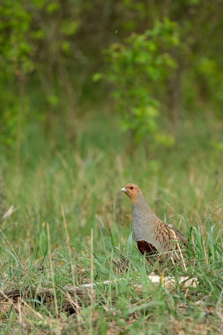 Partridge Bird Nature - Free photo on Pixabay
