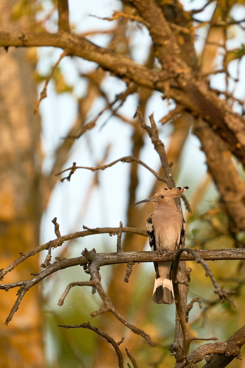 Hoopoe Nature Bird - Free photo on Pixabay