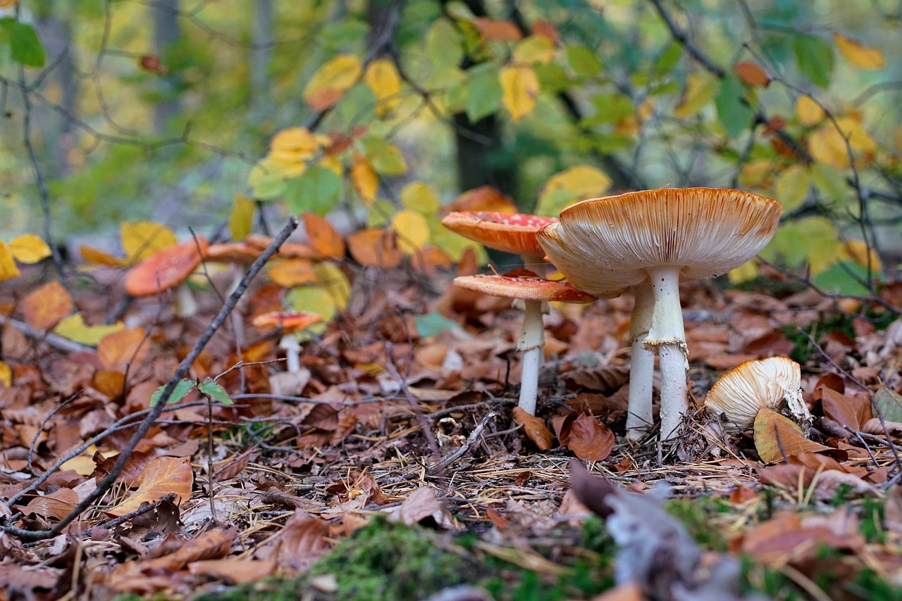 Forest Floor Mushrooms Fly Agaric - Free photo on Pixabay