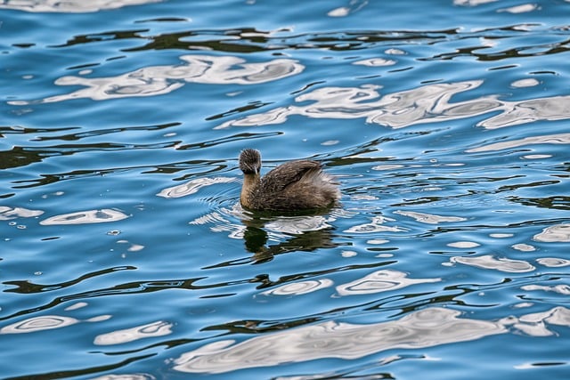 Hoary-Headed Grebe - Free photo on Pixabay
