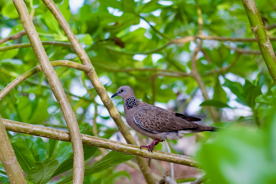 Fiji Animal Bird Spotted - Free photo on Pixabay