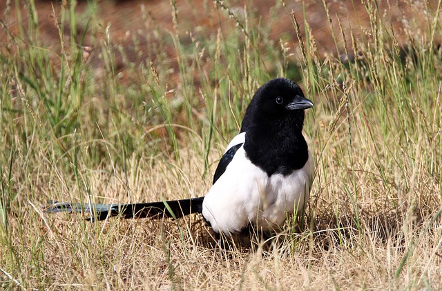 Magpie Bird Birdwatching - Free photo on Pixabay