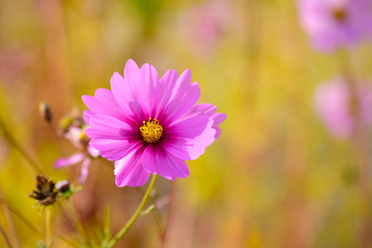 Fleur Cosmos Rose - Photo gratuite sur Pixabay