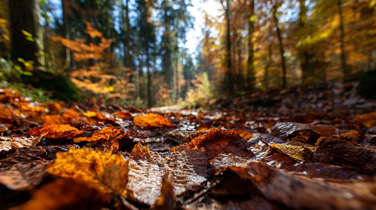 Download Autumn, Leaves, Forest. Royalty-Free Stock Illustration Image ...